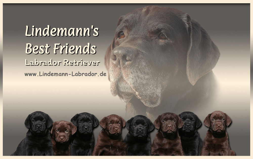 Coco Loco’s Deep Impact - Lindemann's Best Friends Labrador Retriever